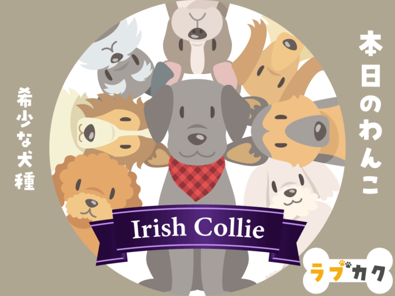 アイリッシュ・コリー/Irish Collie | ラブを飼うならカクゴしろ！