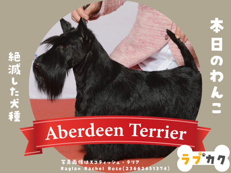 アバディーン・テリア/Aberdeen Terrier | ラブを飼うならカクゴしろ！